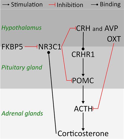 Schematic Representation Of Hypothalamus Pituitaryadrenal Hpa Axis