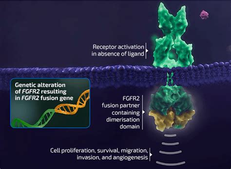 Fibroblast Growth Factor Receptor 2 Fgfr2 Fusions In Intrahepatic Cholangiocarcinoma Icca