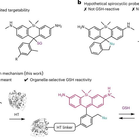 Multicolor And Nir Imaging With Traq G A Schematic Representation Of Download Scientific