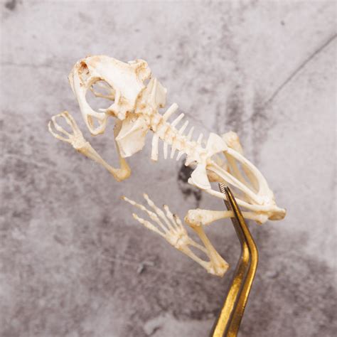 Javanese Toad Skeleton Duttaphrynus Melanosticus A1 Preserved Skelet