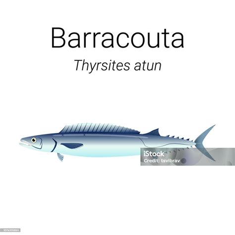Barracouta Also Known As The Snoek Is A Tasty Fish Found In Seas Of