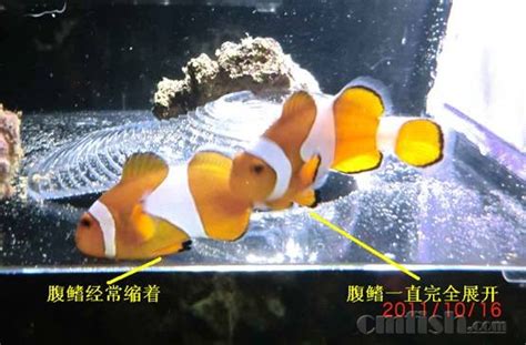 怎样养好小丑鱼 系列三 海友网CMF