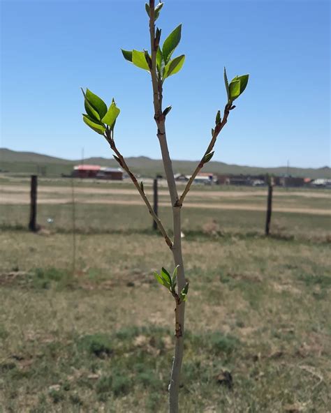 Төв аймаг Аргалант сум Ирээдүйг Ногоон Ази сүлжээ ТББ Facebook