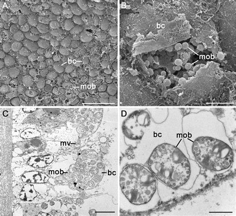 Distribution And Morphology Of G Haimaensis Gill Endosymbiont A Sem