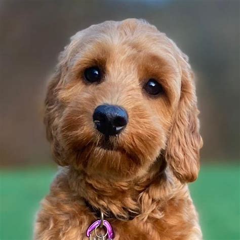 Contact Vilja The Cockapoo Creator And Influencer