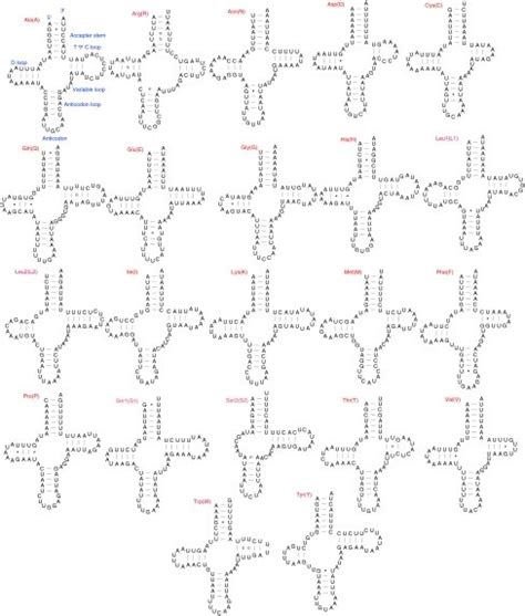 Predicted Secondary Structures For The 22 Typical Trna Genes Of Evania Download Scientific