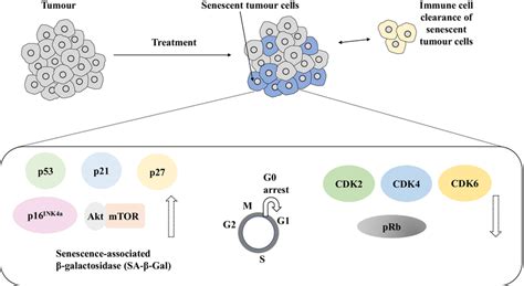 The Molecular Landscape Of Senescence And Therapy Induced Senescence