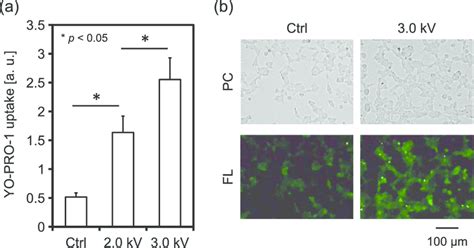 Yo Pro 1 Uptake Assay A Fluorescence Intensity 1 H After Droplet Ep Download Scientific