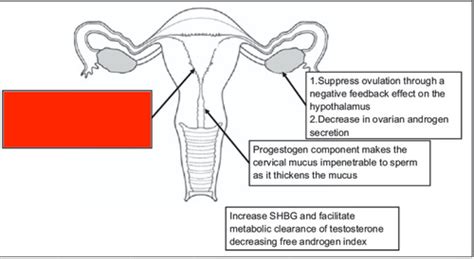 Exam 2 Gonadal Hormones Part 2 Flashcards Quizlet