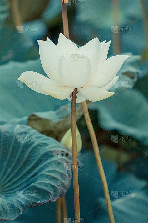 美丽的白莲花