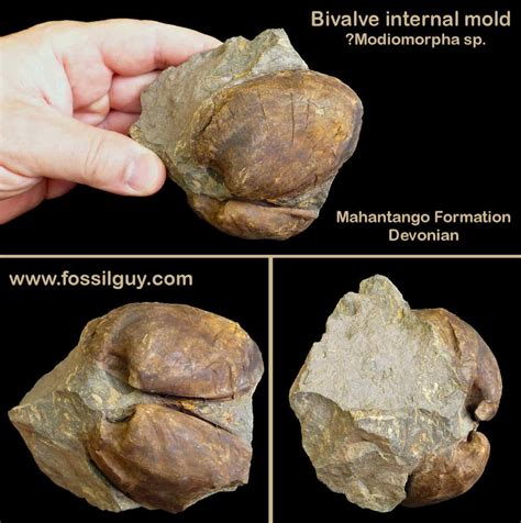 Bivalve Fossils