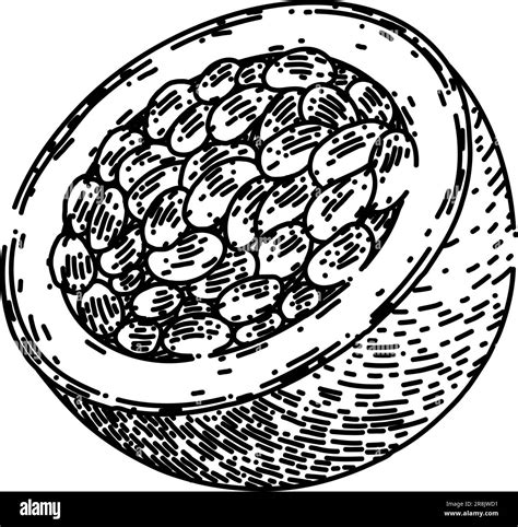 Passion Fruit Slice Sketch Hand Drawn Vector Stock Vector Image And Art