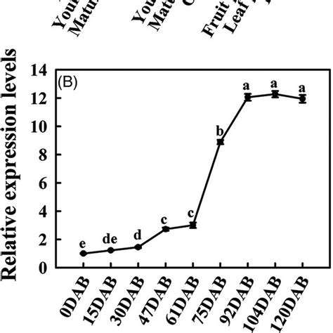 Spatiotemporal Expression Level Analysis Of Mdht22 A Relative