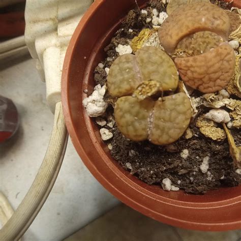 My First Lithops Bugs R Lithops