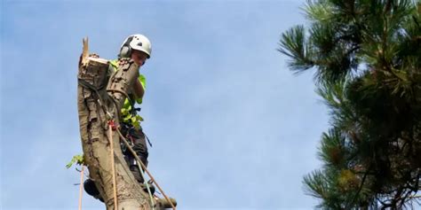 Blog Safely Removing Trees Expert Advice And Considerations
