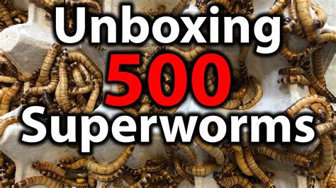 How To Set Up Superworms Unboxing 500 Superworms Youtube