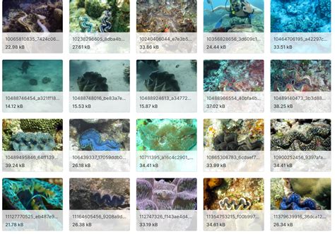 用于图像分类任务的不同海洋生物的图像数据集 探险家的数据窝