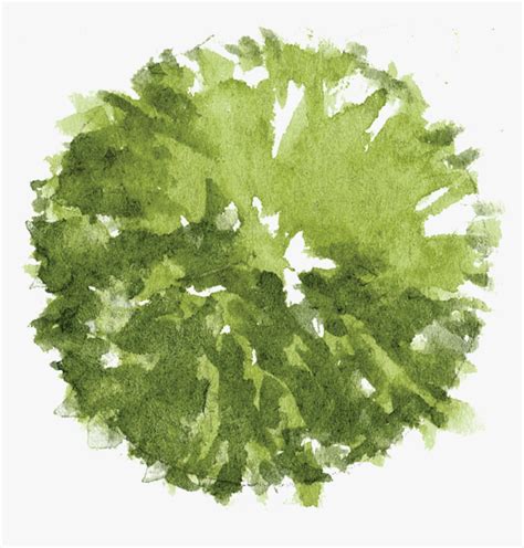 Tree Plan Png Photoshop Trees Plan Png Transparent Png Kindpng