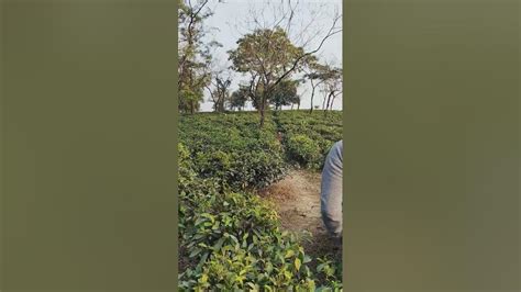 চা বাগানের ভিতরের সৌন্দর্যটা বেশ দারুন দেখে মন ভরে যাবে।।। Youtube
