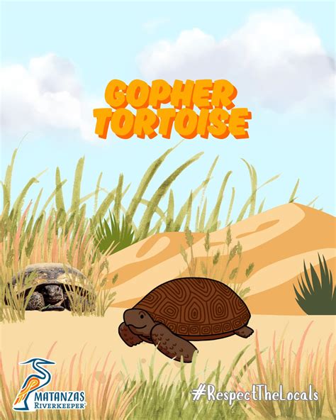 Matanzas Gopher Tortoise Gopherus Polyphemus ℹ️ Background As The Largest Terrestrial