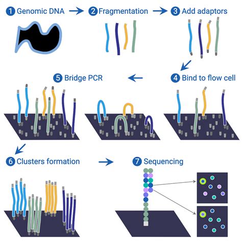Illuminasolexa Sequencing Method · Hyperskill