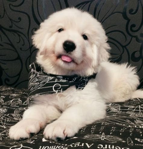 Предлагаются к резерву щенки мареммо абруццкой Очаровательные белые мишки верные друзья и