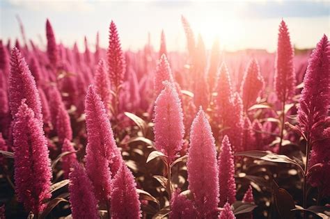 Premium Ai Image A Sunny Filtered Field Of Amaranth Flowers