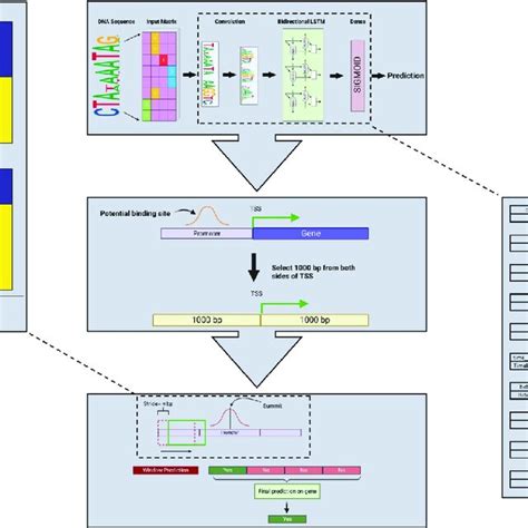 Schematic Illustration Of Crnn Architecture And Tfbs Prediction Download Scientific Diagram