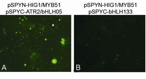 23 Split Yfp Assay In Agrobacteria Infiltrated N Benthamiana Leaves Download Scientific