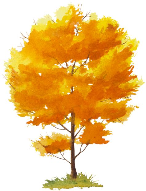 Золотое дерево осень ПНГ на Прозрачном Фоне • Скачать Png Золотое дерево осень