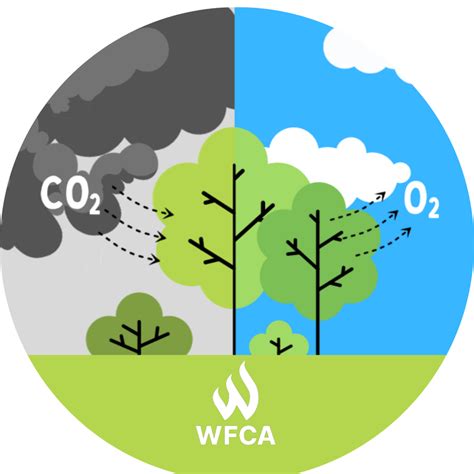 Exploring Carbon Sequestration Trees And Wildfire Prevention Wfca