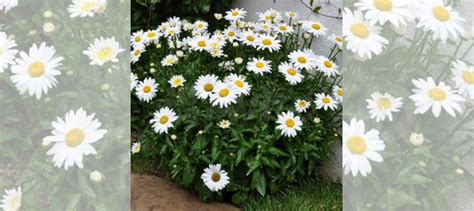 Ромашка садовая крупная купить в Ханты Мансийске Товары для дома и дачи Авито