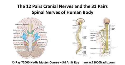 The 12 Pairs Cranial Nerves And The 31 Pairs Spinal Nerves Of Human Body