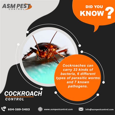 Effective Solutions For Cockroach Control Maple Ridge