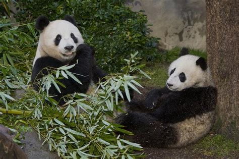 兩隻中國大熊貓 夏末返回聖地牙哥動物園 洛杉磯即時 洛杉磯 世界新聞網