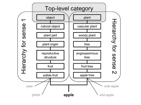 The Wordnet Taxonomy For Both Wordnet Senses Of The Word Apple Download Scientific Diagram