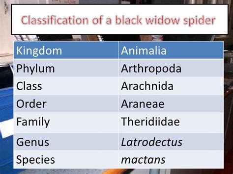 Arthropod Assignment Spider