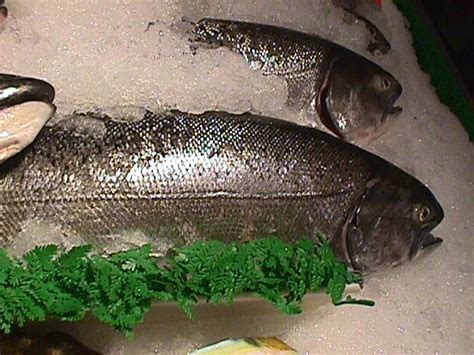 Foto Früchte Und Gemüse Htmlopen Tutorial Artikeln Programmierung Javascript Cgi Perl Php