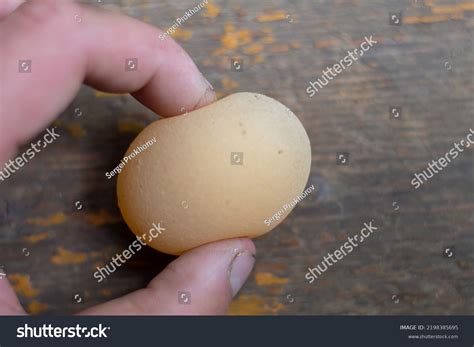 Chicken Laying Eggs Without Shells