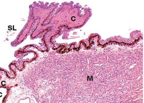 Ciliary Body Diagram Quizlet