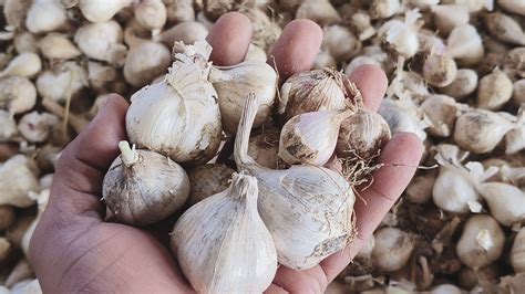 शुजालपुर मंडी में 11 फरवरी 2025 को अनाज और लहसुन प्याज मंडी भाव तेजी