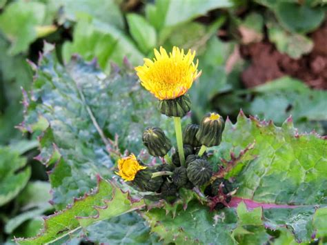 Broadleaf Weeds Identification Treatment And Prevention Minneopa Orchards