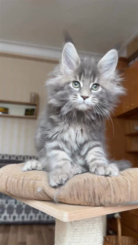 Female Maine Coon Kitten