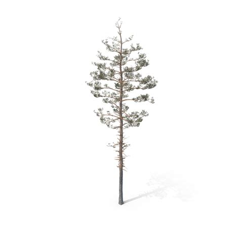 Pine Tree PNG Images PSDs For Download PixelSquid S
