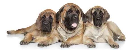 English Mastiffs For Adoption Near You Rehome Or Adopt An English