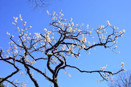 春爛漫 四季の彩りを楽しみたい凡人アルバム
