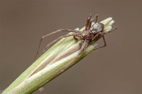 Running Crab Spider Philodromus Sp Waiting For Preys At The Top Of A Plant Stock Image