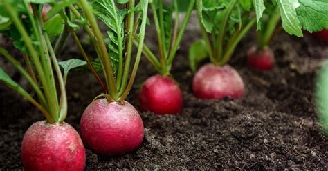 Як виростити соковитий редис досвідчені городники назвали 2 прості умови Читайте на Ukr Net