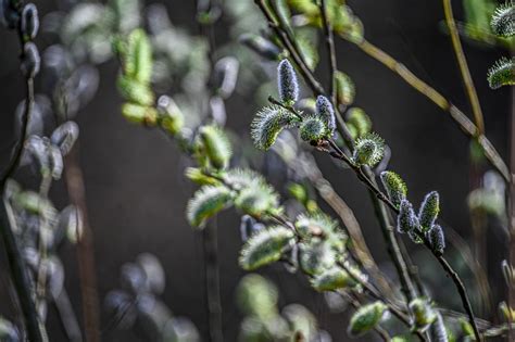 2 000 Free Pussy Willow Willow Images Pixabay