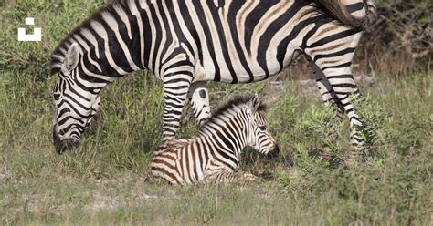 들판에 있는 어미 얼룩말과 아기 사진 Unsplash의 무료 콰이 이미지